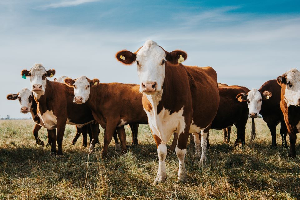 Kansas State's Beef Cattle Institute Gains Insights with Azure
